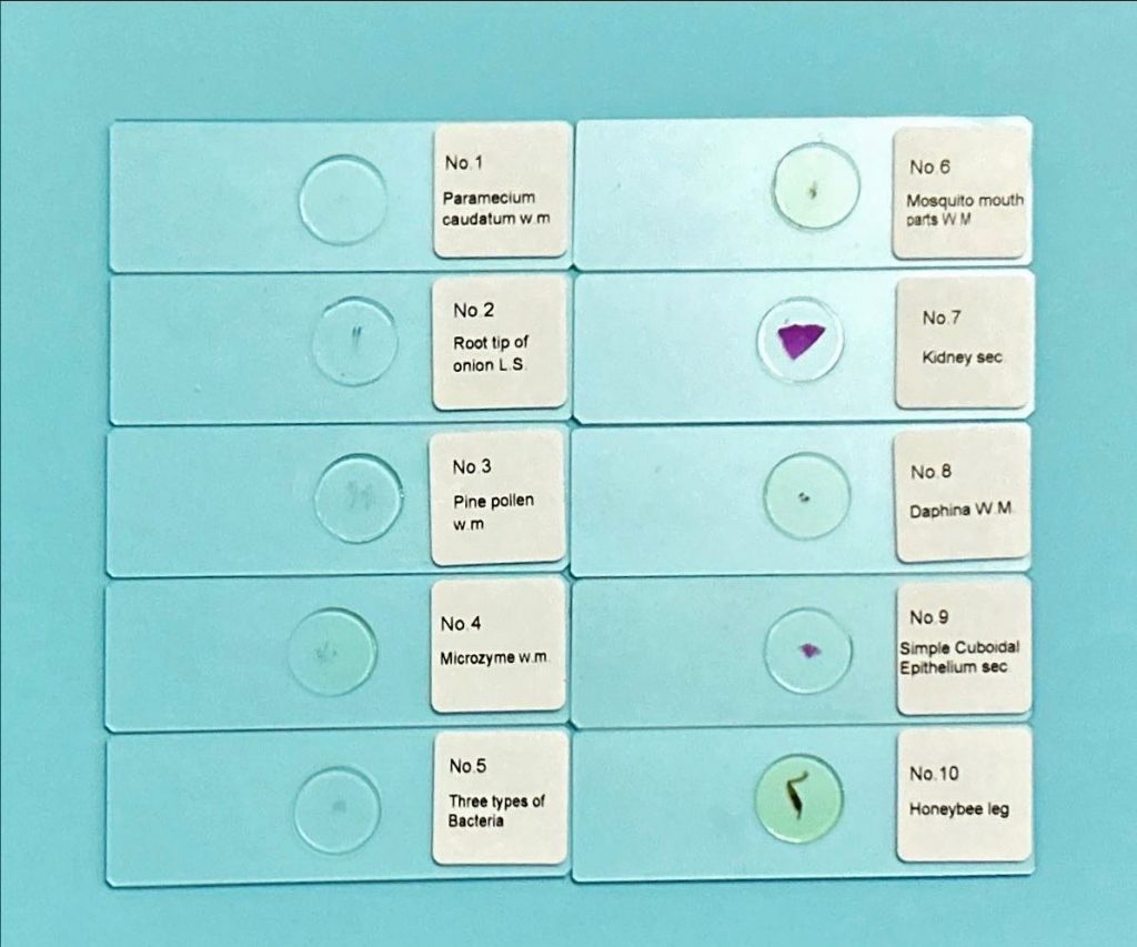 Foldscope Daimi Preparat (10'lu Özel Set) - Foldscope Türkiye
